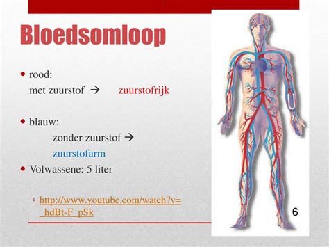 Ppt De Bloedsomloop Powerpoint Presentation Free Download Id3268628