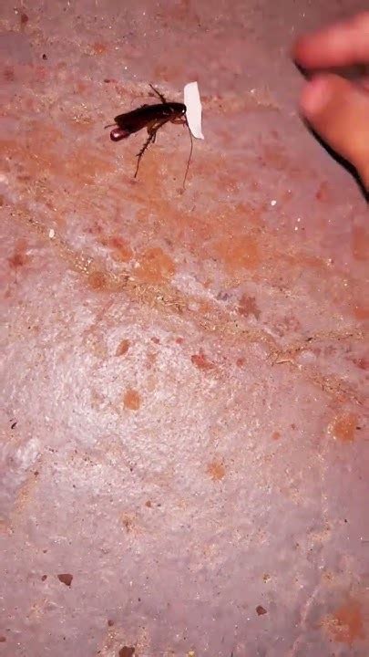 He Needed Some Help Waterbug Youtube