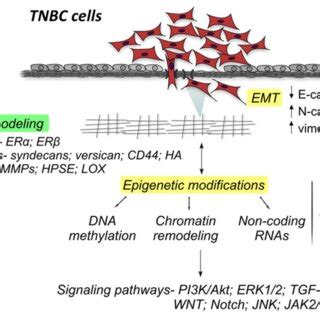 The Extracellular Matrix ECM Components That Participate In Download Scientific Diagram