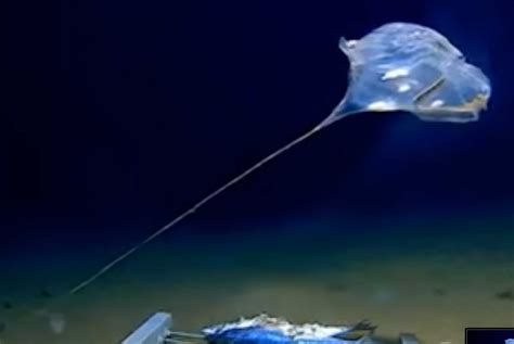 Never Before Seen Creature Filmed At The Bottom Of The Java Trench 45