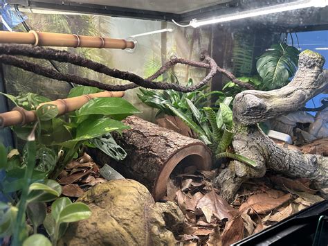 Hot Side Plants In Bioactive R Ballpython