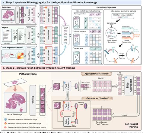 a multimodal knowledge enhanced whole slide pathology foundation model