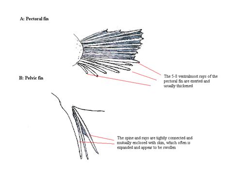 6 Features Of The Pectoral And Pelvic Fins Of The Members Of The Genus