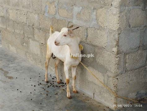 Teddy Ando Bakra Cheap Sale Price 2026