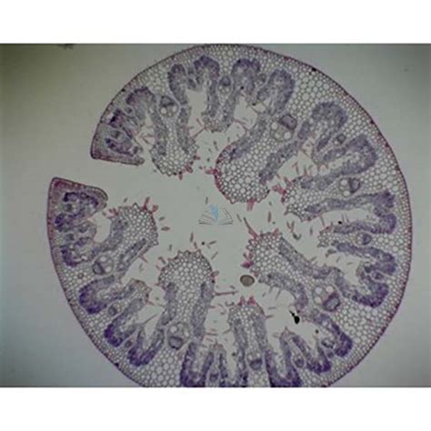 Prepared Microscope Slide Marram Grass Ammophila Arenaria
