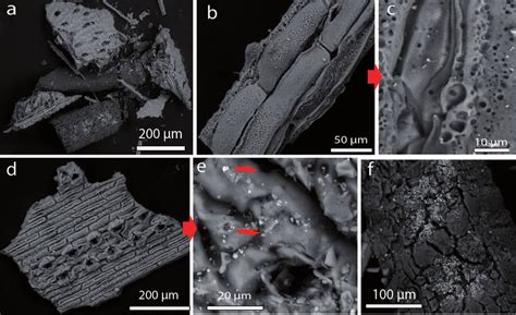Sem Characteristics Of The Blue Polymerized Phytoliths Cf Fig 4