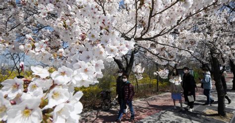 [포토]전면 통제 예정된 여의도 벚꽃길