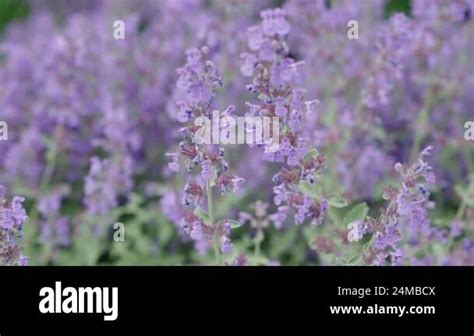 Beauty In Nature Summer Nature Blossom Flower Catnip Blossom
