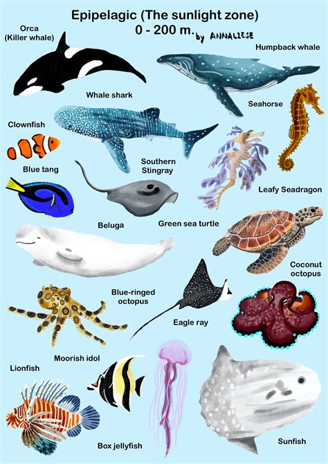 Epipelagic Zone Food Web