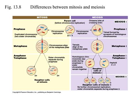 PPT Meiosis And Sexual Reproduction Promoting Genetic Variation And Patterns Of Inheritance