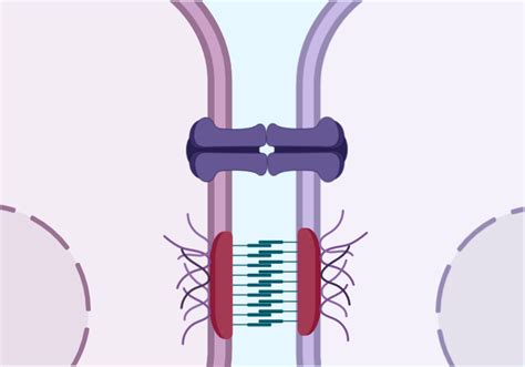 Intercellular Junction Biorender Science Templates