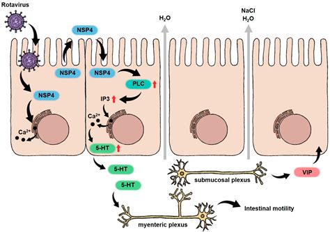 Overview Of The Trending Enteric Viruses And Their Pathogenesis In