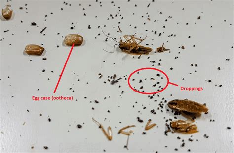 The Ultimate Guide To Cockroach Prevention In Singapore