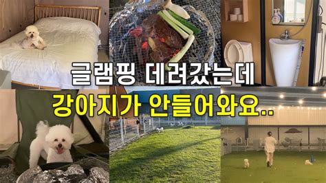 애견글램핑장에서 벌어진 일 강아지와 편하게 즐기는 캠핑⛺️🍂 단독개별화장실단독개별마당넓은운동장 애견동반캠핑 애견동반 강아지여행 Youtube