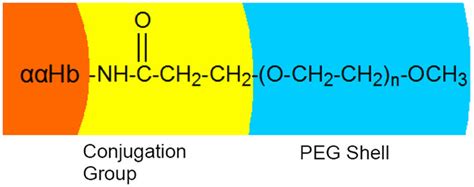 Schematic Representation Of The Pegylated ααhb Molecule Download