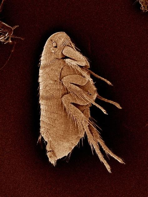 Pest Control Elfers Fl