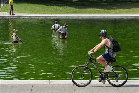 The Lincoln Memorial Reflecting Pool Turned Green Your Backyard Pool