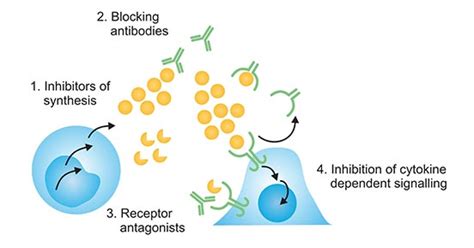 Get An Overview Of Cytokine Inhibitor Cusabio