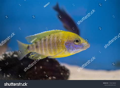 Yellow Peacock Cichlid