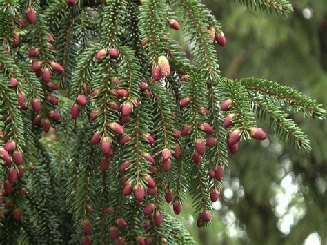 Picea Orientalis Caucasian Spruce Oriental Spruce Van Den Berk