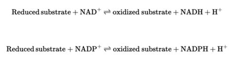 Biochem Final Flashcards Quizlet
