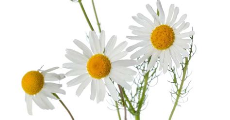 Roman Chamomile The Gentle Giant