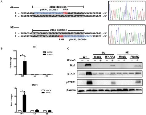 Ifnar2 Dependent Gene Expression Profile Induced By Ifn α In Pteropus