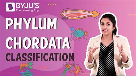 Phylum Chordata Classification Urochordata Cephalochordata And