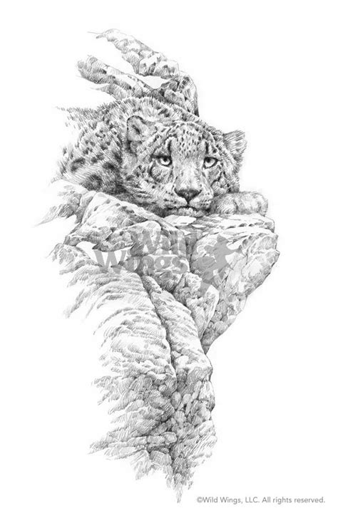Snow Leopard Sketch