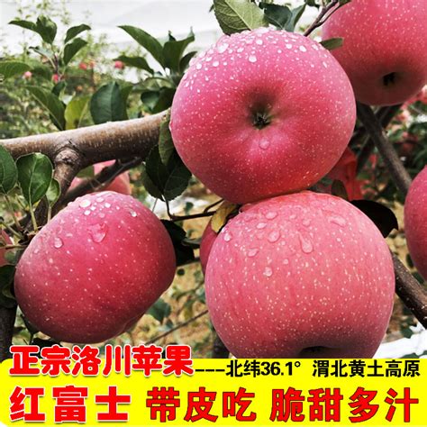 富士苹果最佳授粉品种 红富士苹果授粉树品种 相互授粉的果树品种 大山谷图库