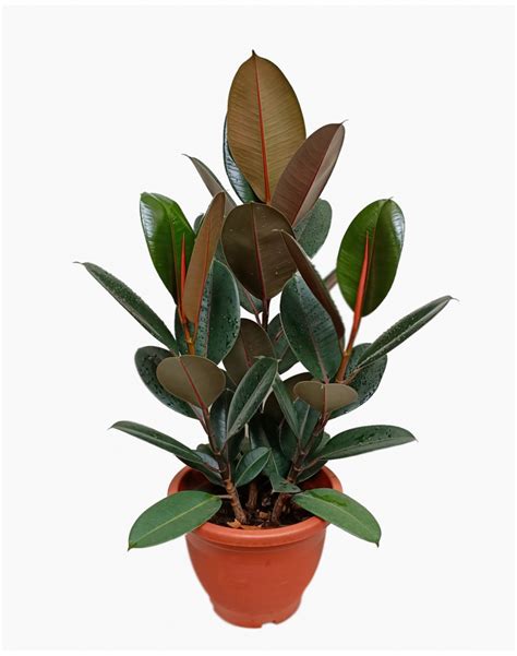 Ficus Elastica Green Rubber Plant