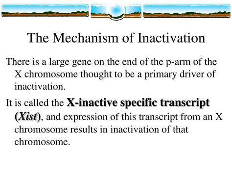 PPT Sex Determination PowerPoint Presentation Free Download ID
