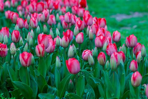 Tulip Infused Romance Özgür Özkök
