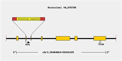 Igsf10 Taconic Biosciences