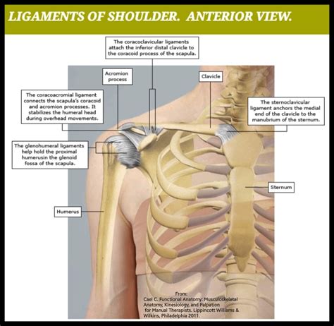 Dr Omid Bandarchi M D On Twitter 🔴ligaments Of Shoulder👍 You Can See The Anterior View Here