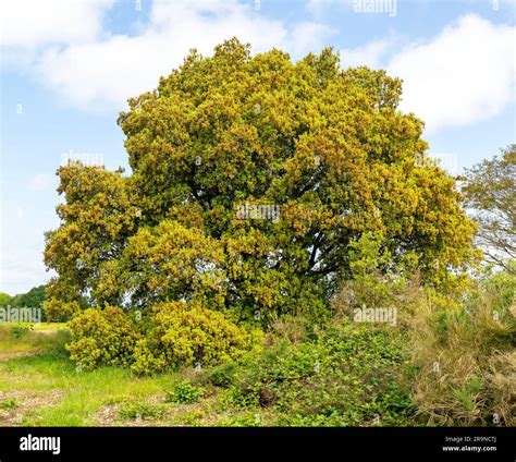 Holm Oak Tree Flowering Quercus Ilex Suffolk England Uk Stock