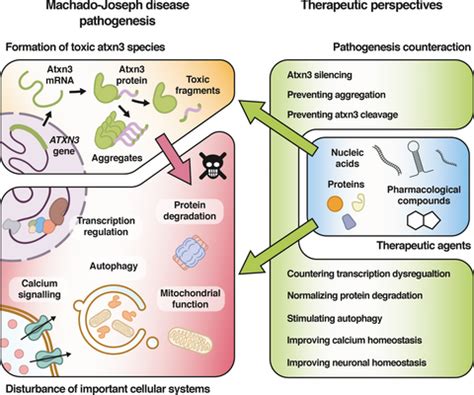 Machado Joseph Disease Spinocerebellar Ataxia Type 3 Lessons From