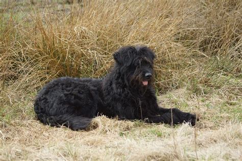 Altdeutscher Hütehund Strobel Altdeutsche Hütehunde Hütehunde Hütehund