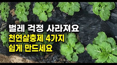 벌레 씨를 말리는 비용 0원부터 5000원까지 배추 무 천연살충제 4가지 Youtube