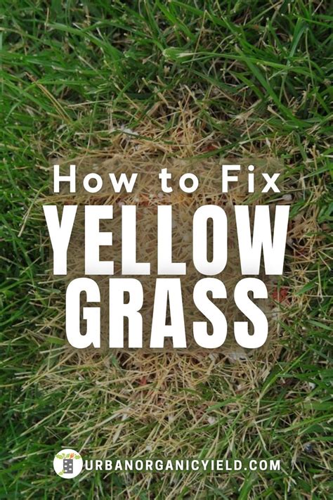 Why Is My Grass Turning Yellow How To Fix It Artofit