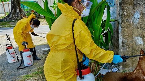 Pacific Dengue Cases Surge But Dont Cancel Your Holiday Yet Health