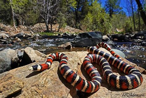 16 Most Elusive Snakes Of North America Even Experts Rarely See Them