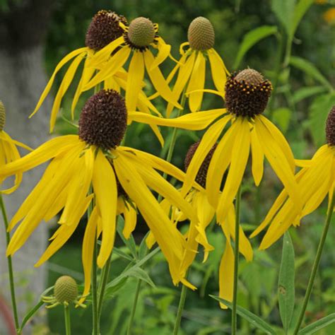 Plant Identification Yellow And Orange Flowers Plant Identification Yellow And Orange Flowers