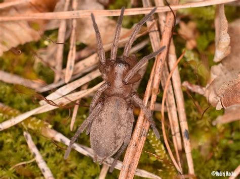 Drassodes Cupreus Skálovka Měděná Gnaphosidae Skálovkovití