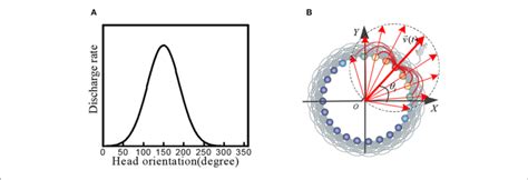 A Physiological Firing Characteristics Of Head Direction Cells B
