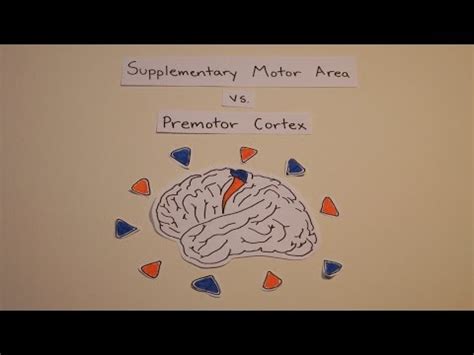 Supplemental Motor Area Brain Parts And Functions Psychology
