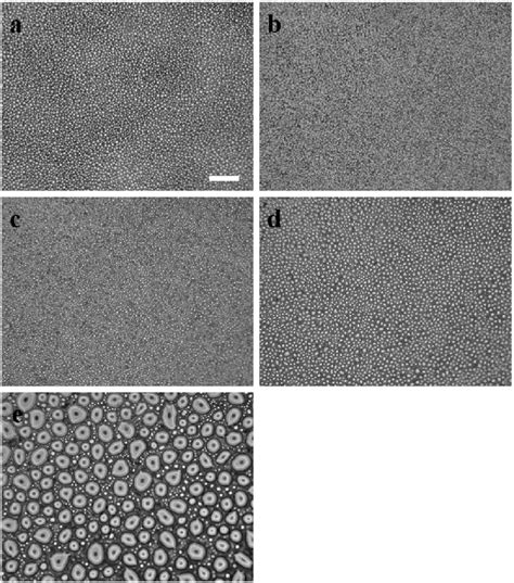 Morphological Evolution In A Double Quench Experiment Under Phase