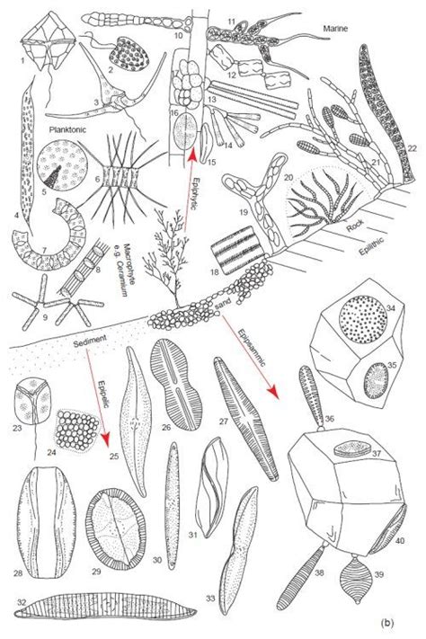 Types Of Planktonic Algae In Seawater