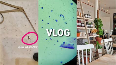 🇬🇧영국 수의사 Vlog36 강아지 귓병 현미경으로 보면 뭐가 보일까🔬 여름철 강아지들이 제발 조심 해야 하는 것🌿중성화