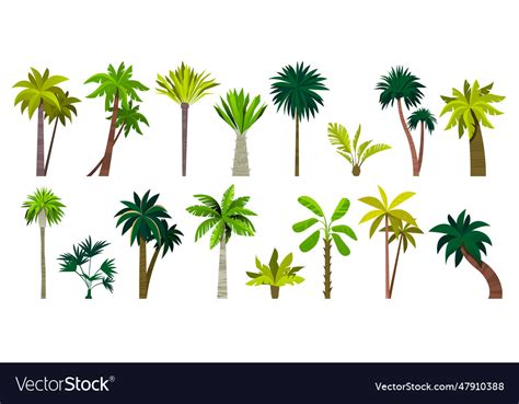 Different Exotic Palms Tropical Botanical Plants Vector Image